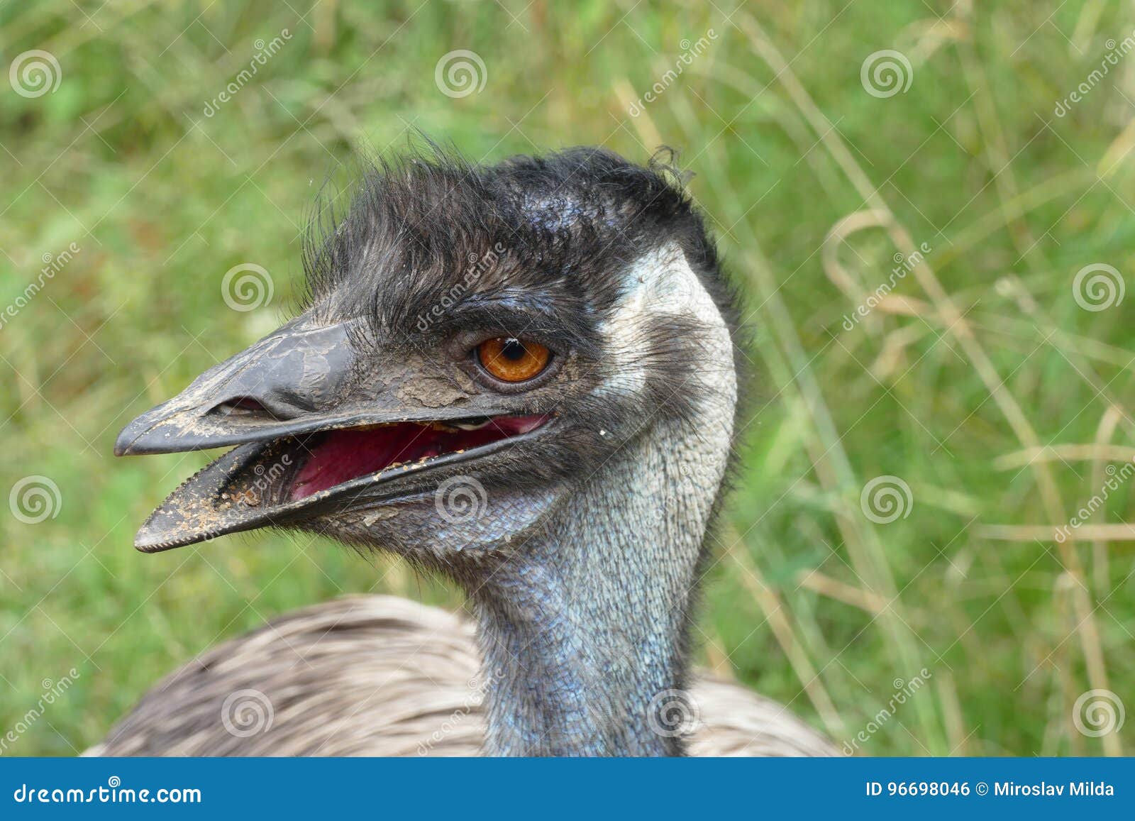 Emoe stock foto. Image of grappig, aardig, ondoordacht - 96698046