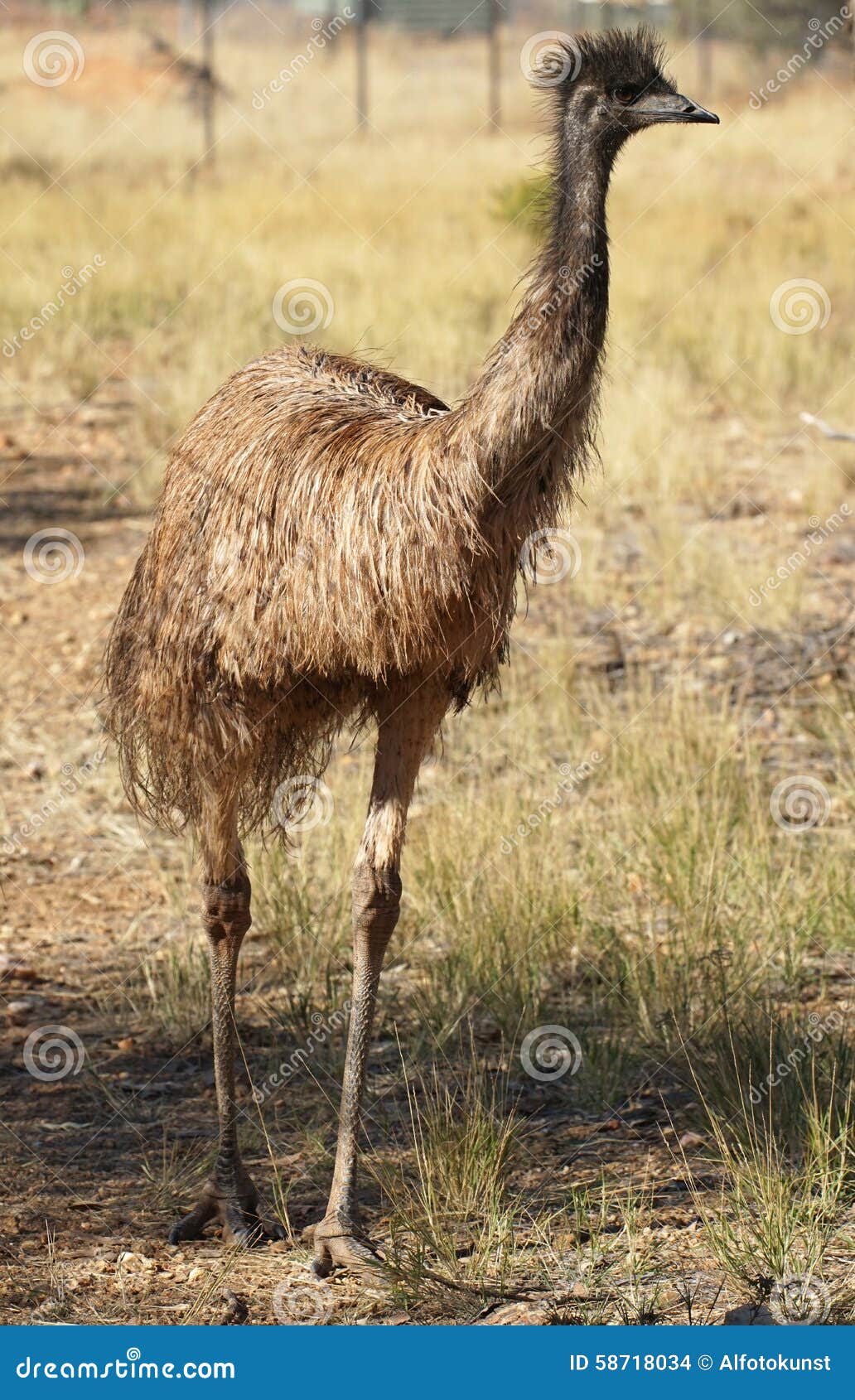 Emoe, Australië stock foto. Image of thema, dier, buiten - 58718034