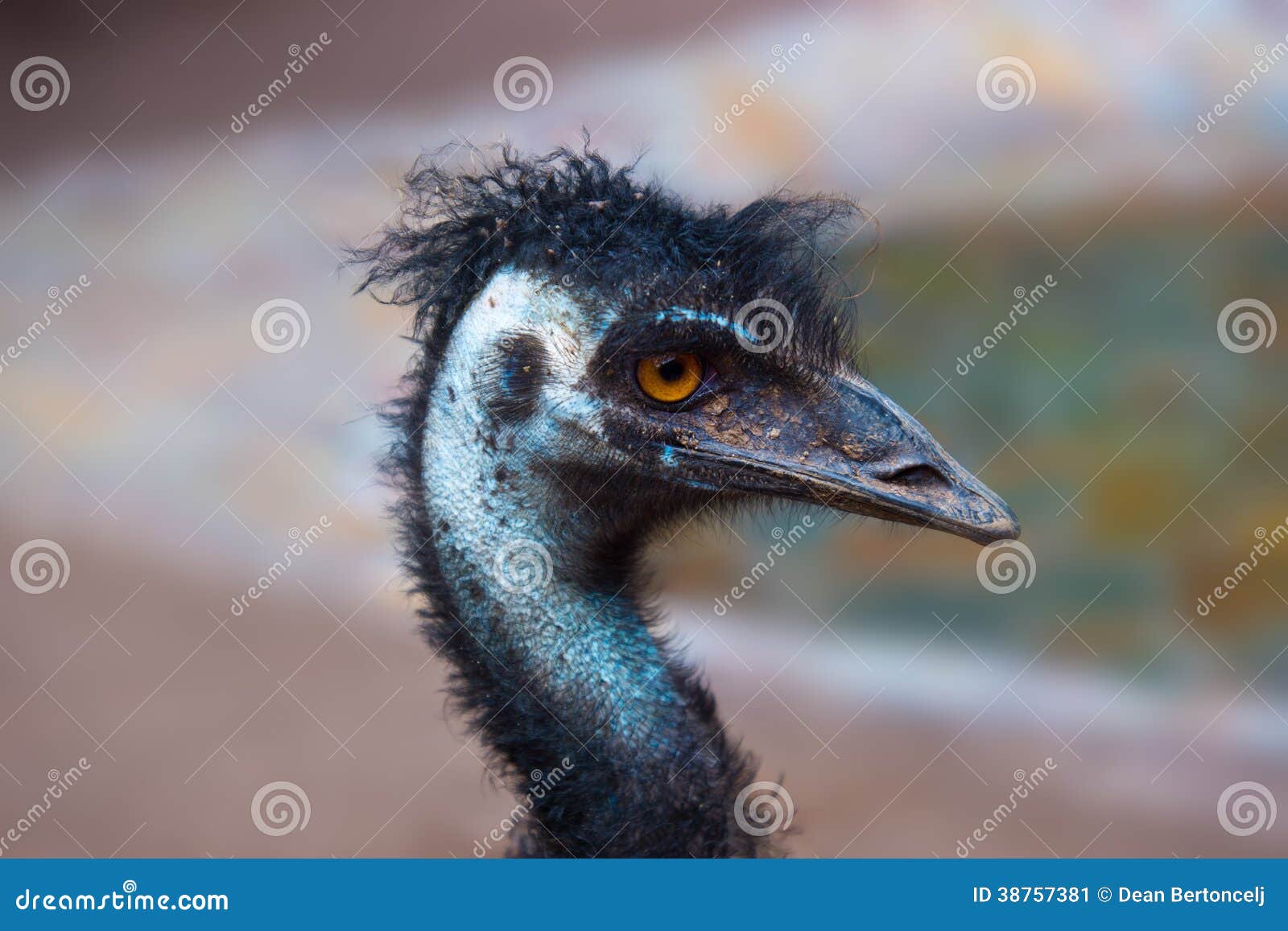 Emoe Australische vogel stock afbeelding. Image of hoofd - 38757381