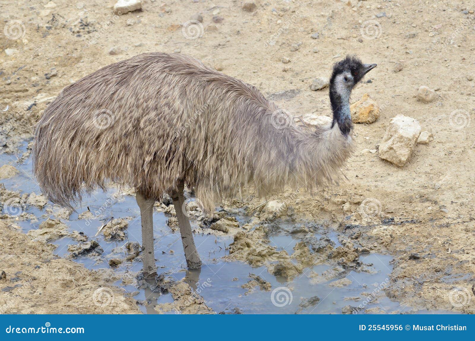 Emoe in de vulklei stock foto. Image of grond, emoe, profiel - 25545956