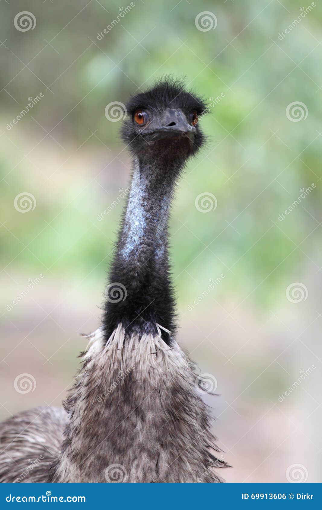 Emoe (Dromaius-novaehollandiae) Stock Foto - Image of australië, heuvel ...