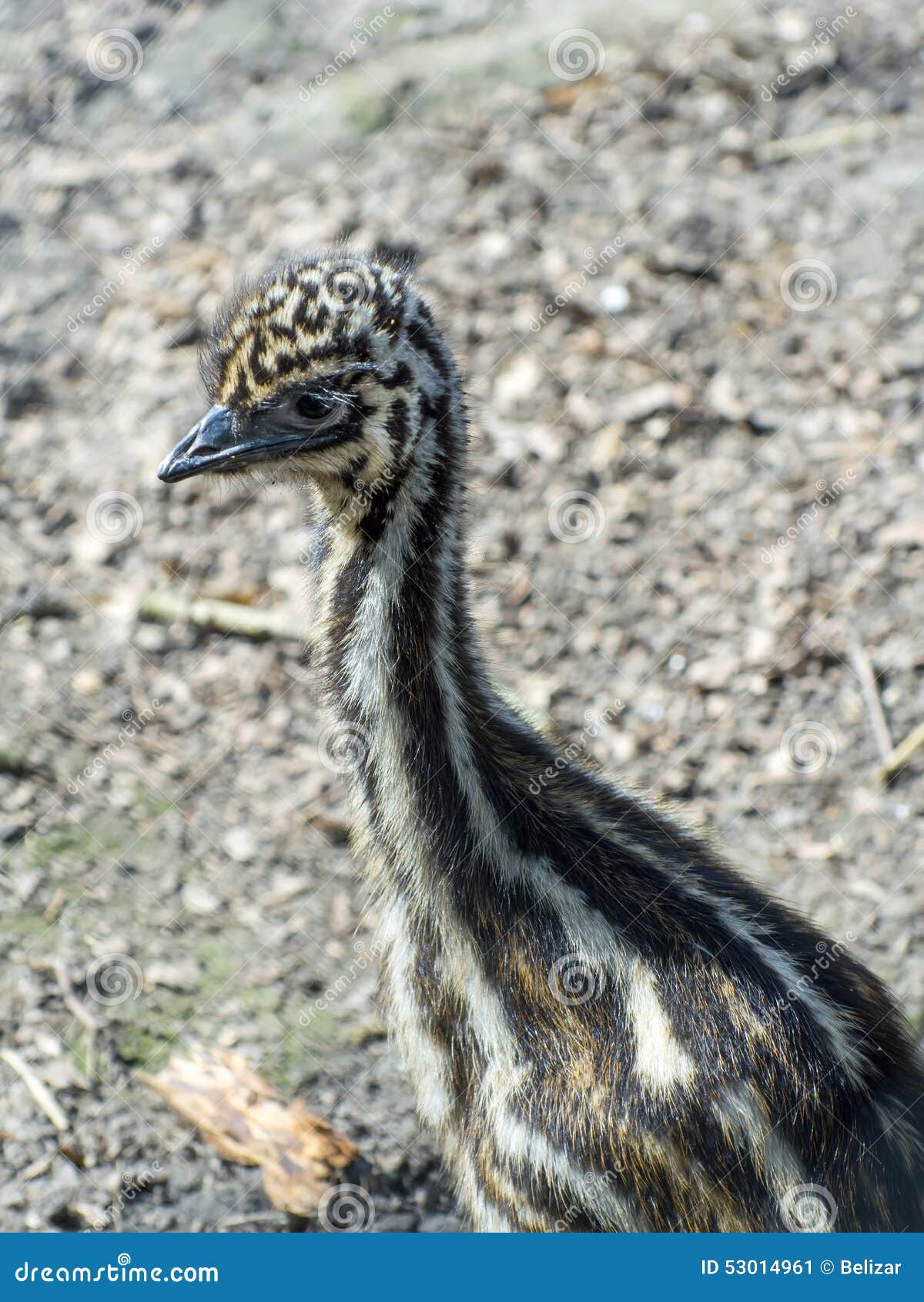 Emoe (Dromaius-novaehollandiae) Kuiken Stock Afbeelding - Image of ...