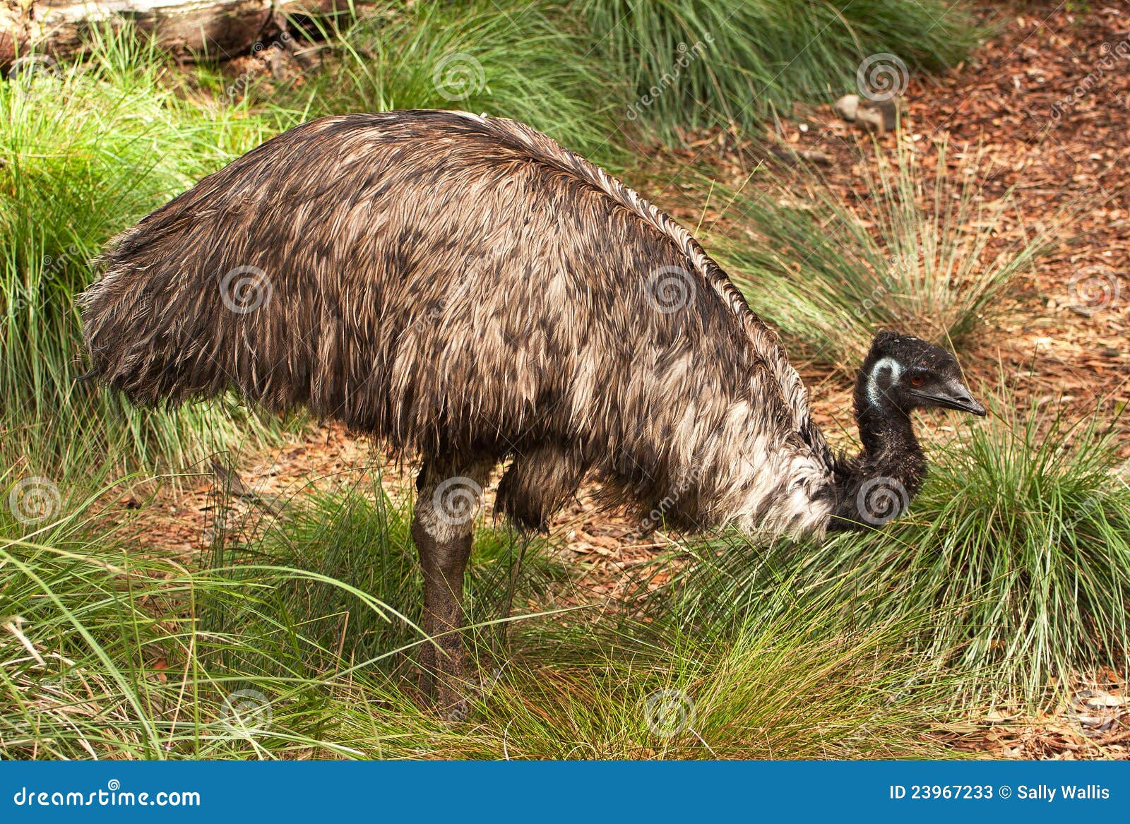 Emoe, flightless vogel stock afbeelding. Image of vogel - 23967233