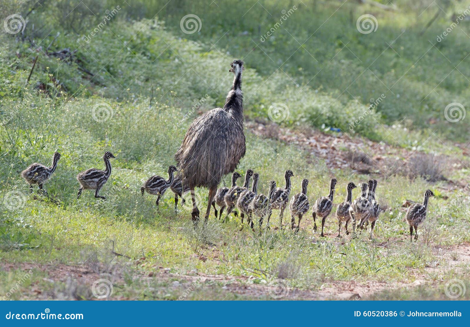 Emoe met kuikens stock foto. Image of wild, ondoordacht - 60520386