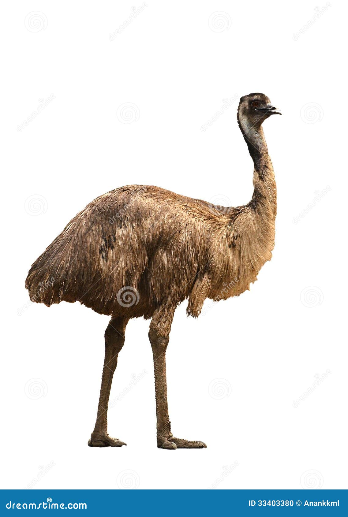 Emoe Op Witte Achtergrond Wordt Geïsoleerd Die Stock Foto - Image of ...