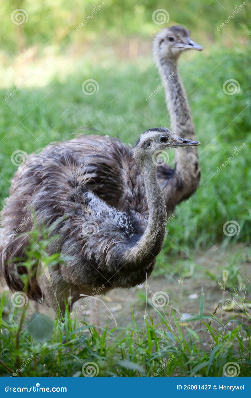 Emoe of Struisvogel stock afbeelding. Image of struisvogels - 26001427