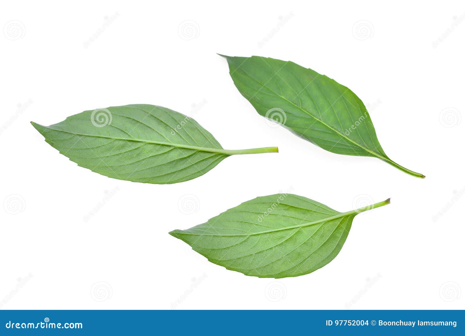 Hairy Basil Plant Grow Background. Lemon Basil Leaves. Vegetarian And ...