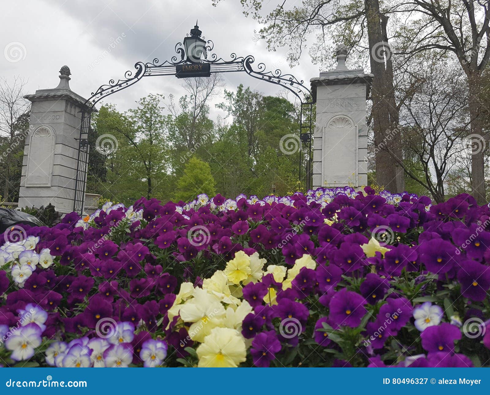 Emory University editorial photography. Image of flowers - 80496327