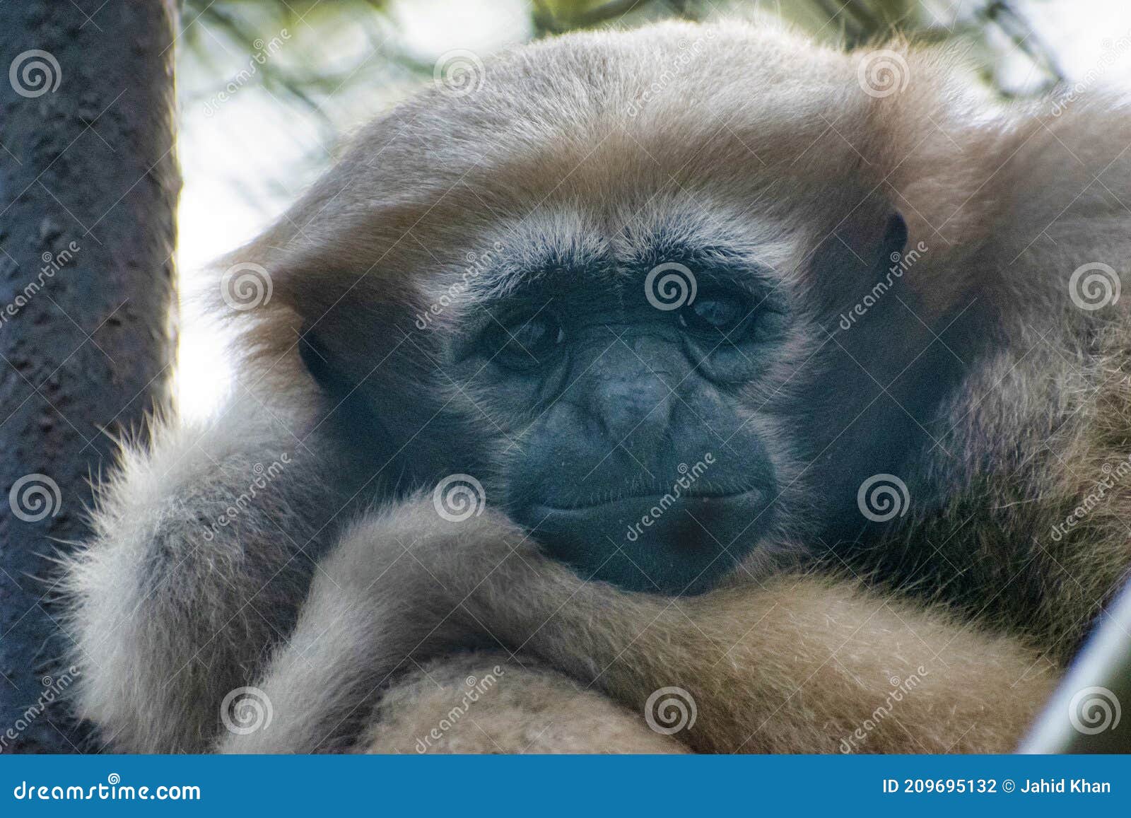 Emotion of a Cute Monkey. Sad Monkey Stock Photo - Image of background ...