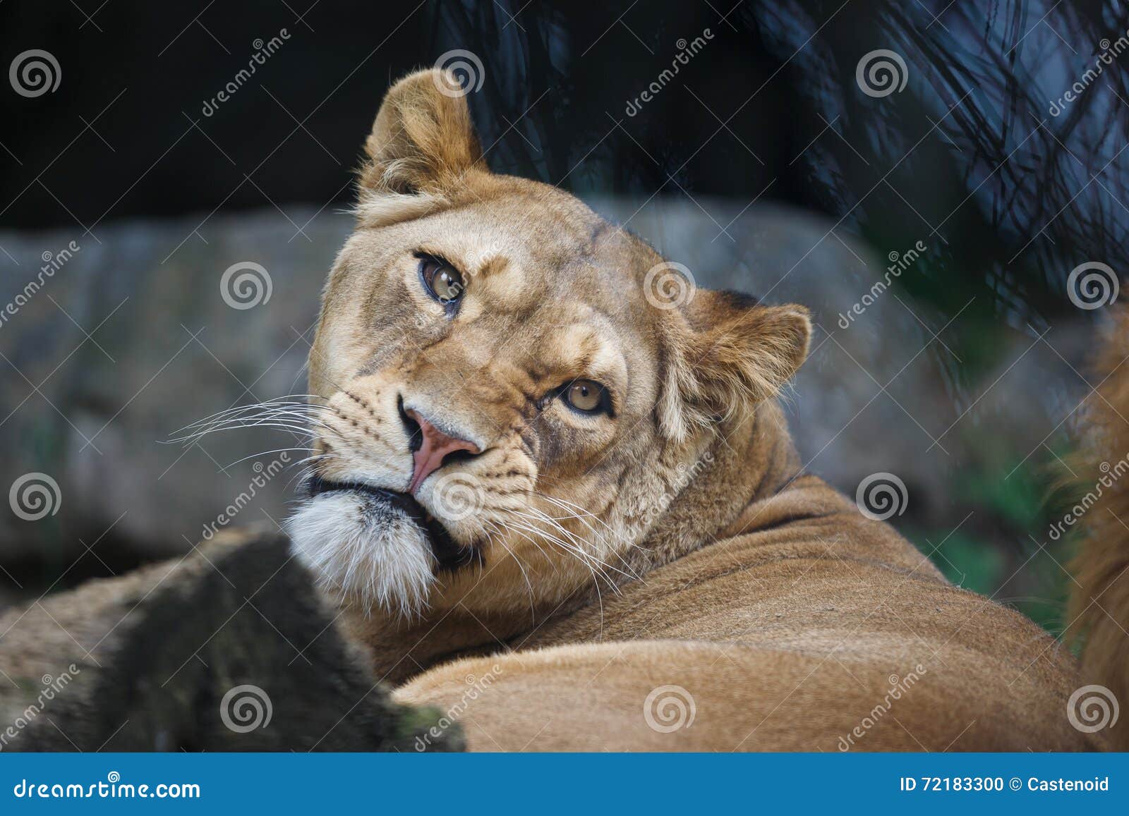 Emotion of lioness stock photo. Image of beautiful, mammal - 72183300