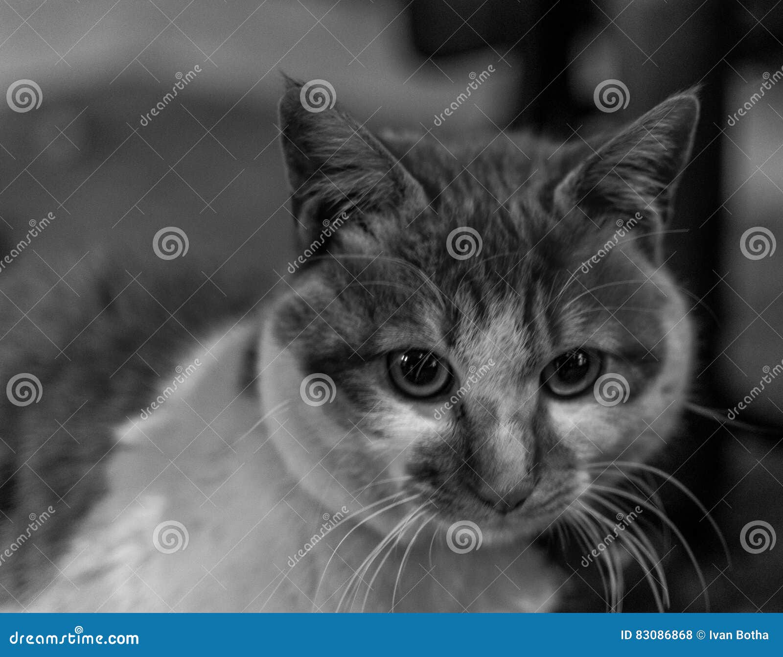 Emotional cat stock photo. Image of focus, emotional - 83086868