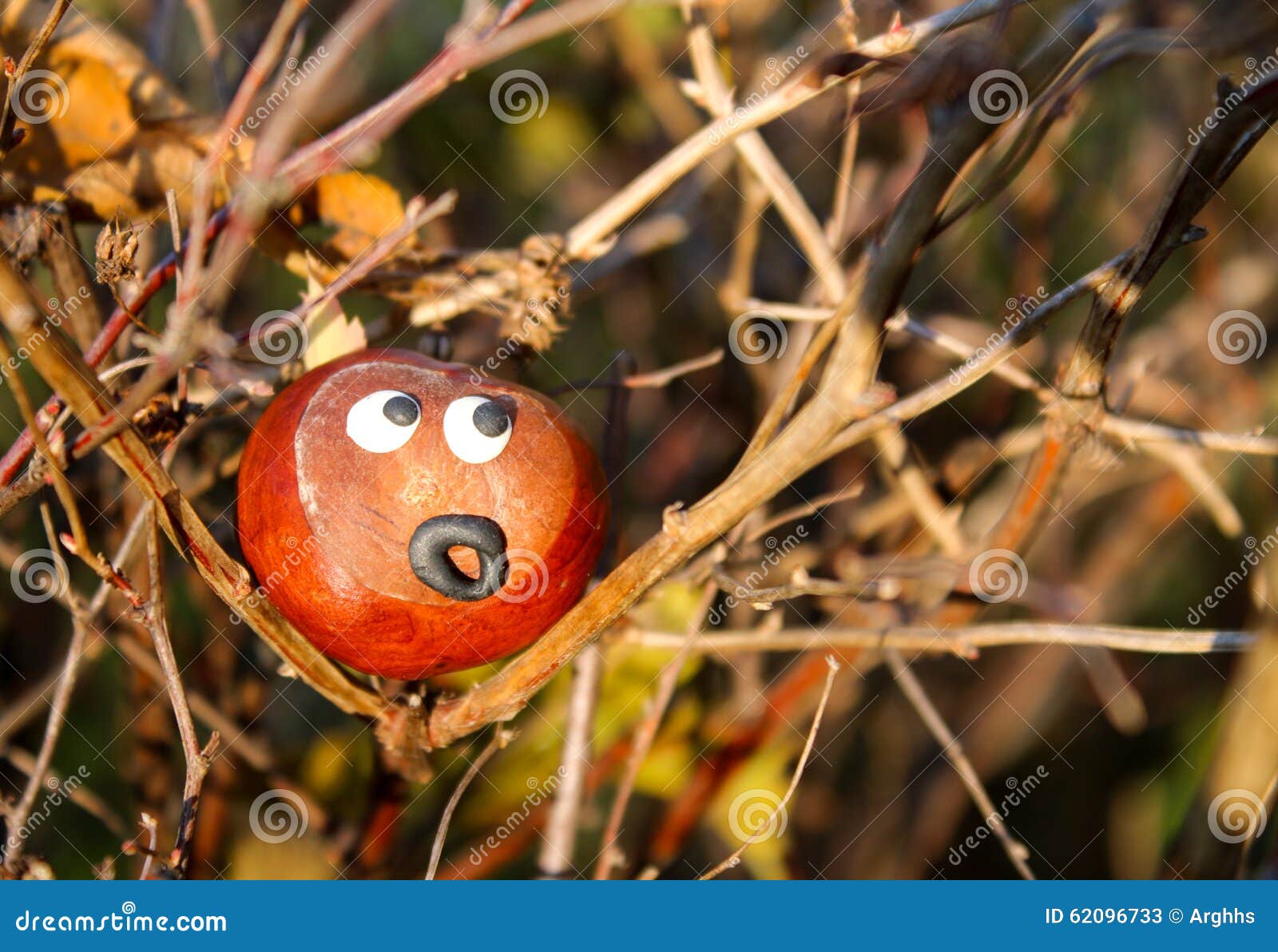 Emotional chestnut stock image. Image of nature, october - 62096733