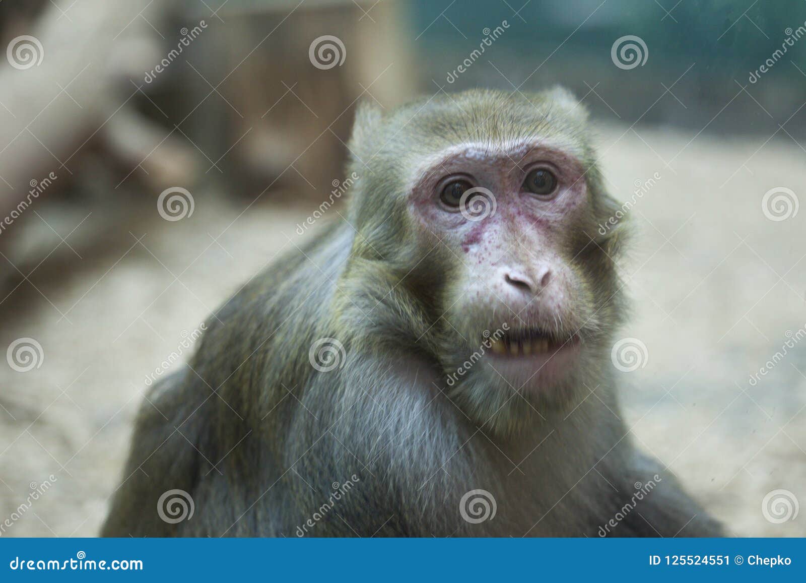 Emotional Expression Face of Monkey Stock Image - Image of monkey ...