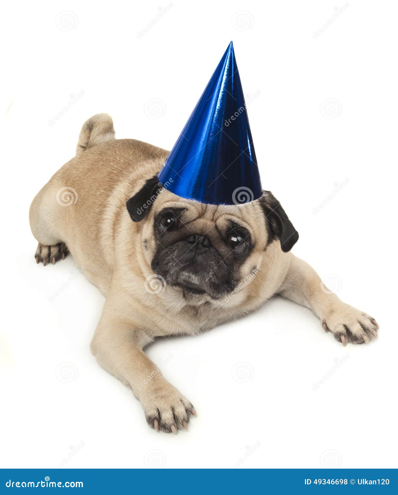 Emotional Pug Close-up stock photo. Image of depression - 49346698