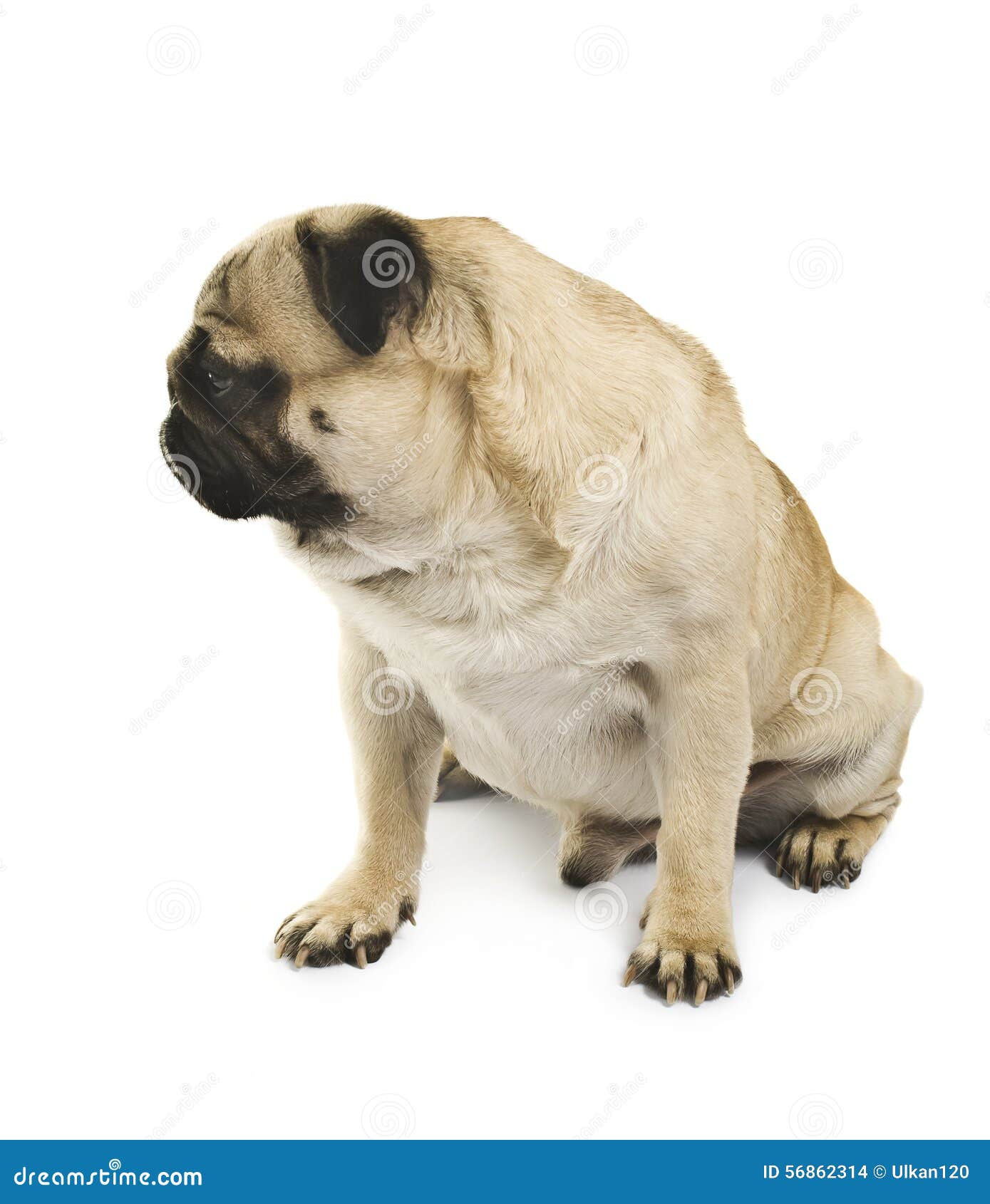 Emotional Pug Close-up stock photo. Image of creature - 56862314