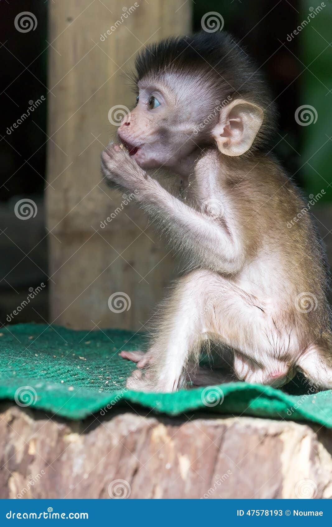 Emotions of the monkey stock image. Image of captive - 47578193
