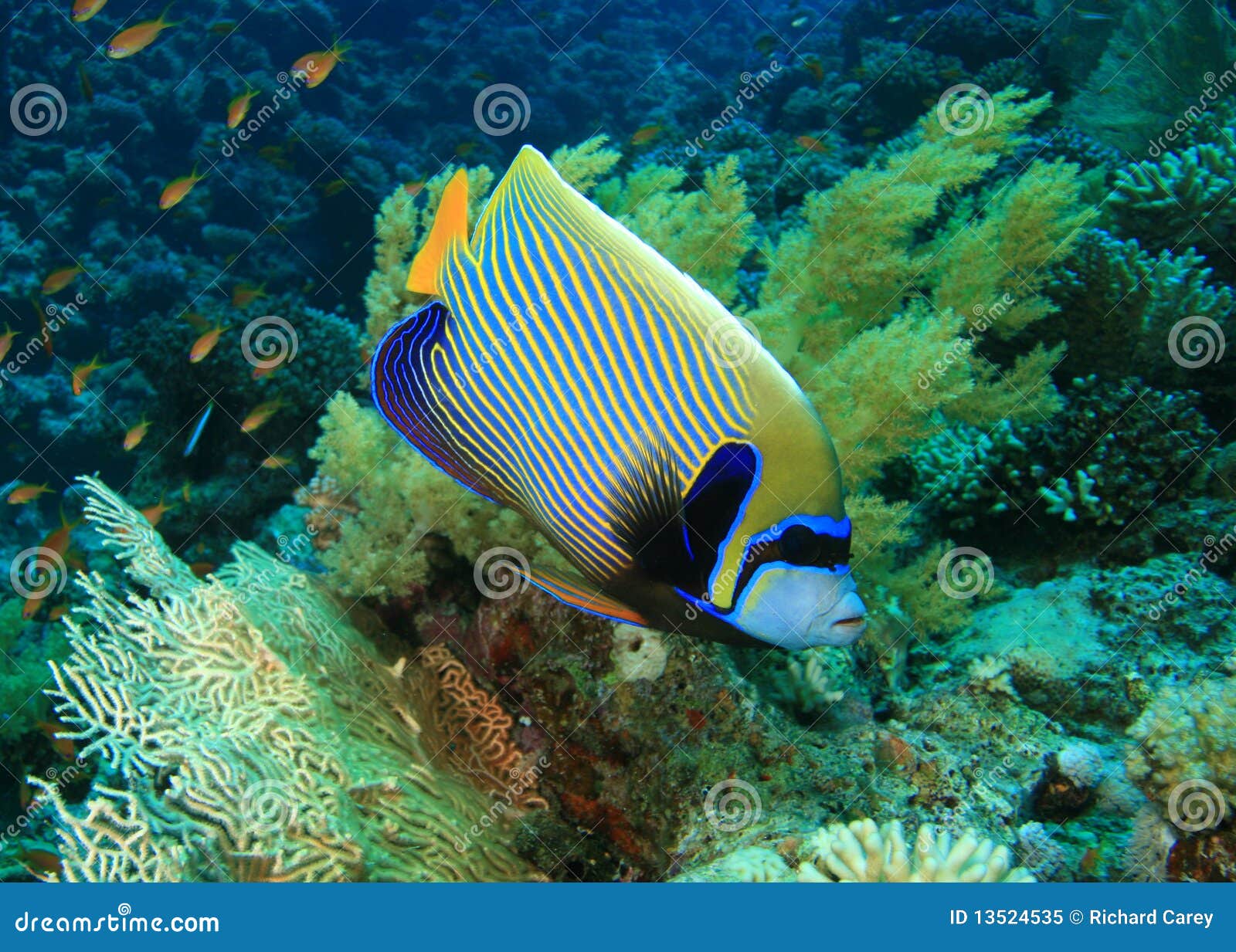 Emperor Angelfish stock image. Image of wildlife, reef - 13524535