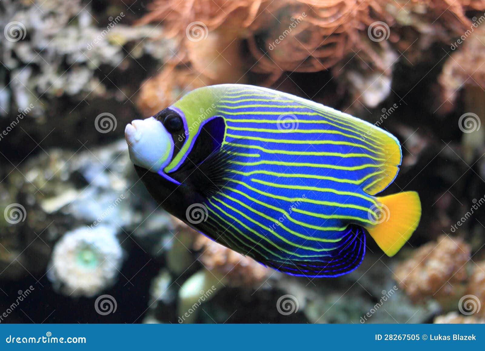 Emperor angelfish - monojoker