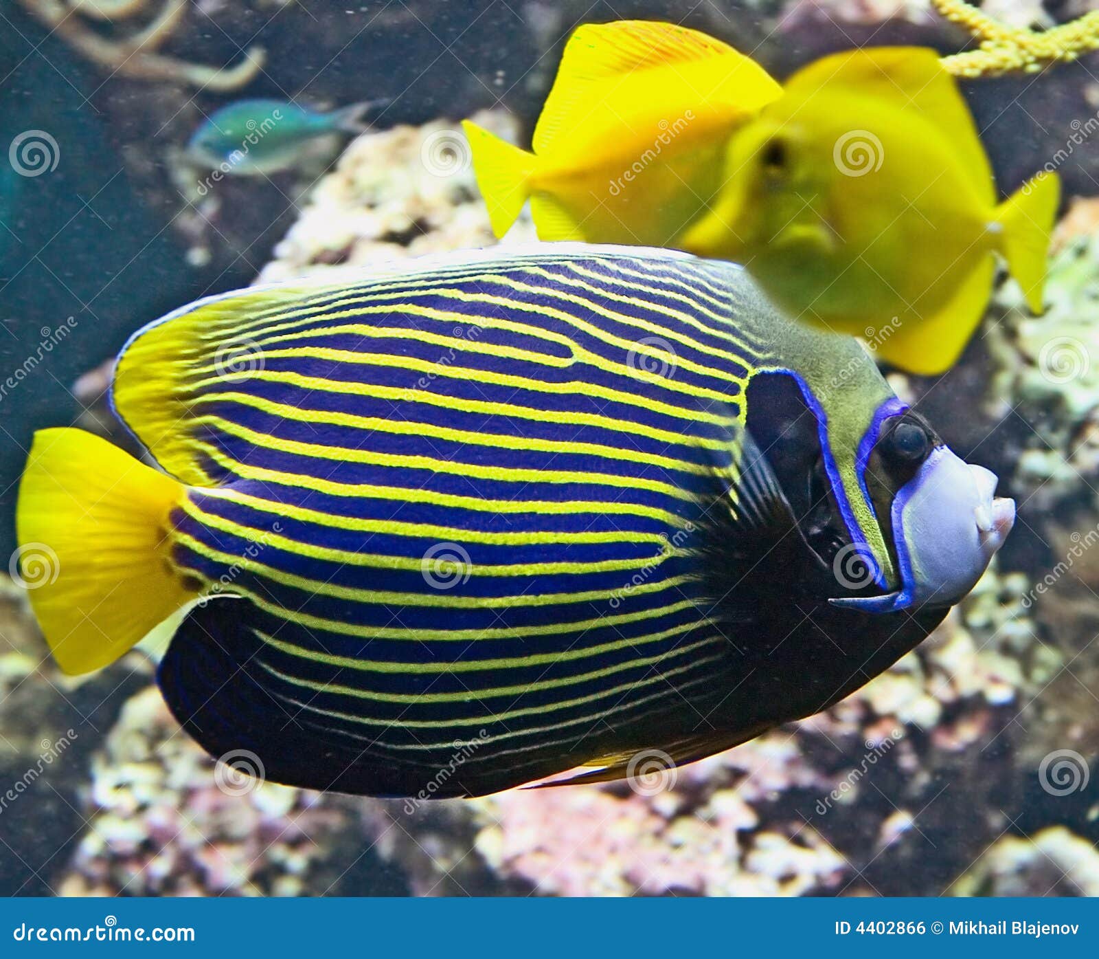 Emperor angelfish 3 stock photo. Image of marine, cold - 4402866
