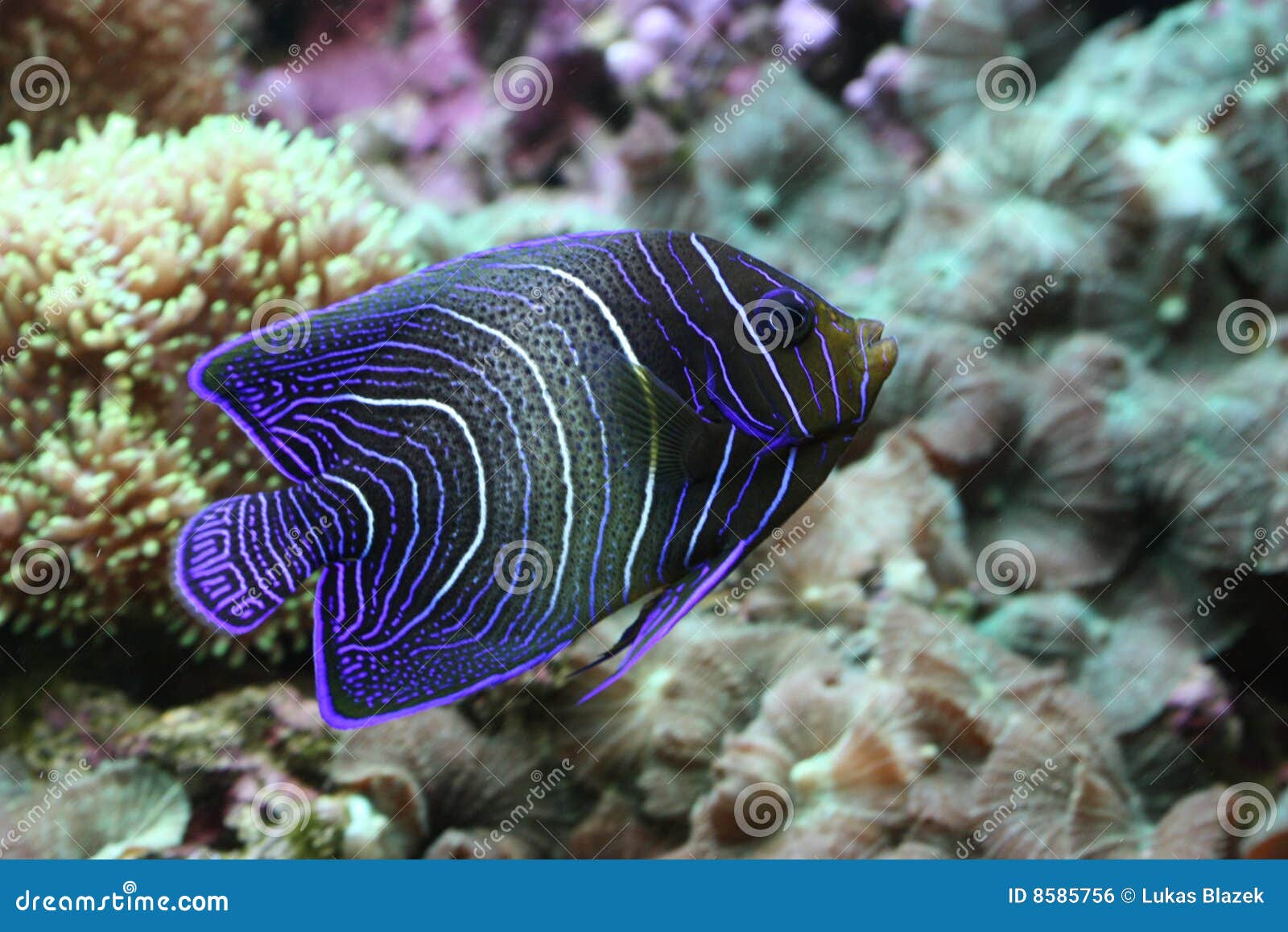 Emperor Angelfish stock photo. Image of imperator, emperor - 8585756