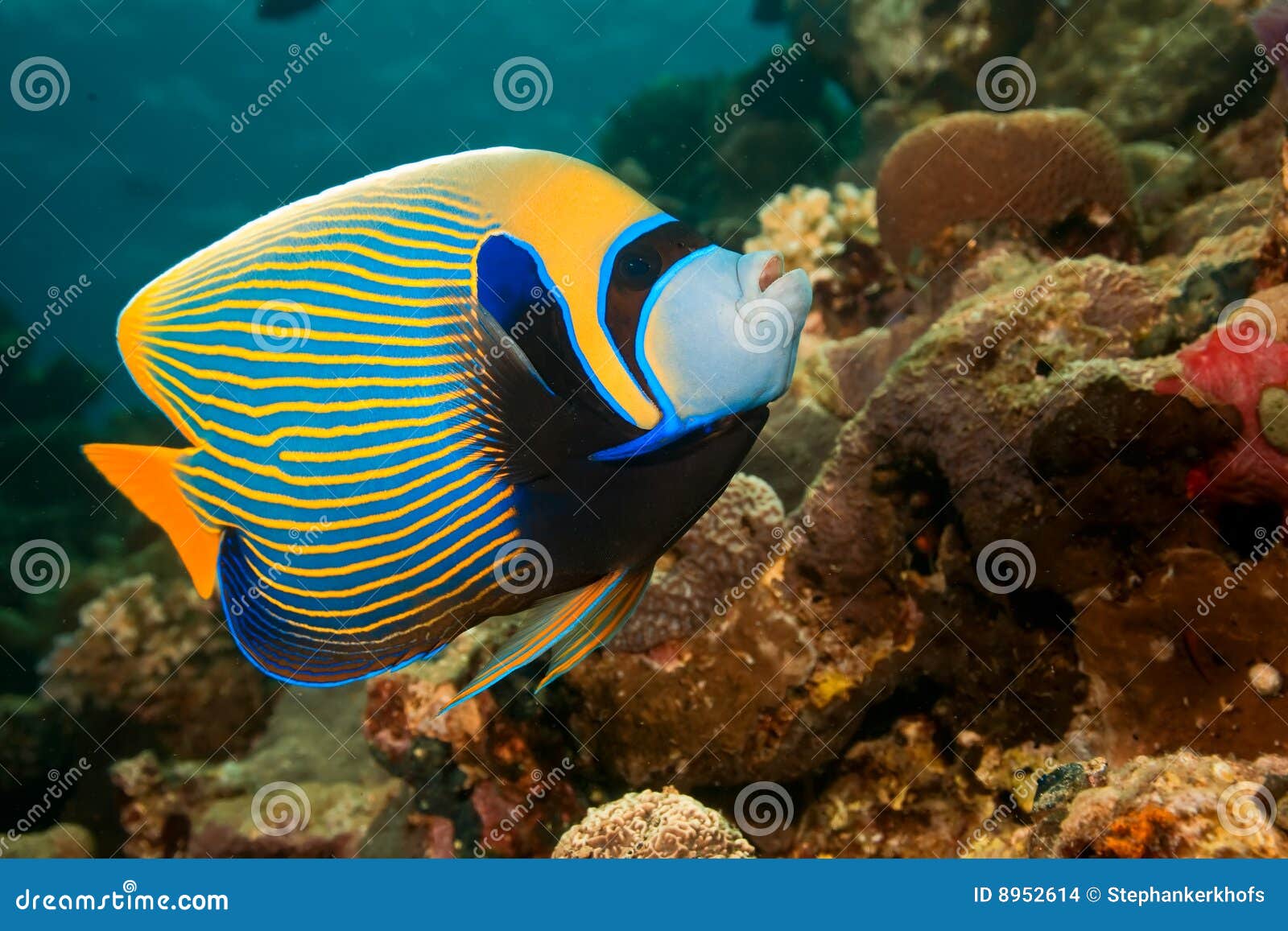 Emperor angelfish stock photo. Image of beautiful, fish - 8952614