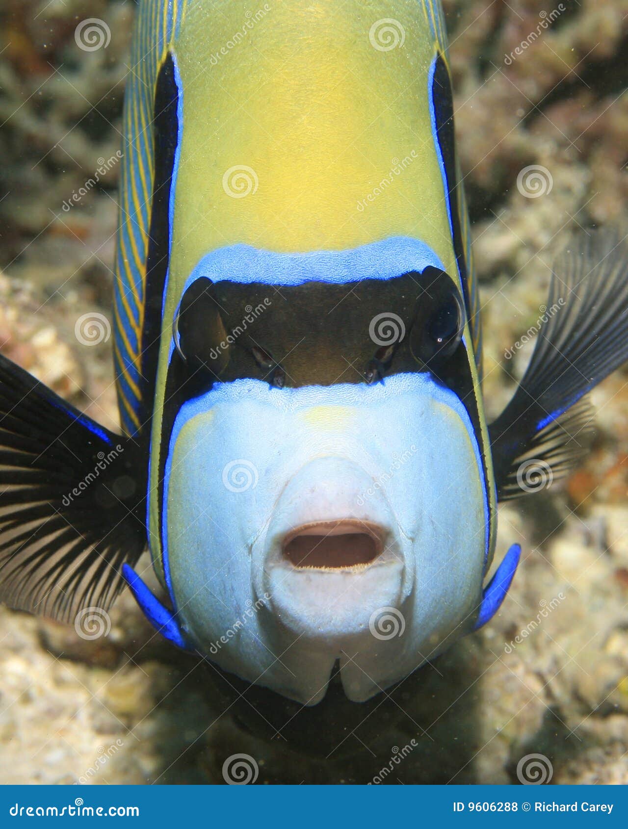Emperor Angelfish stock photo. Image of blue, coral, reef - 9606288
