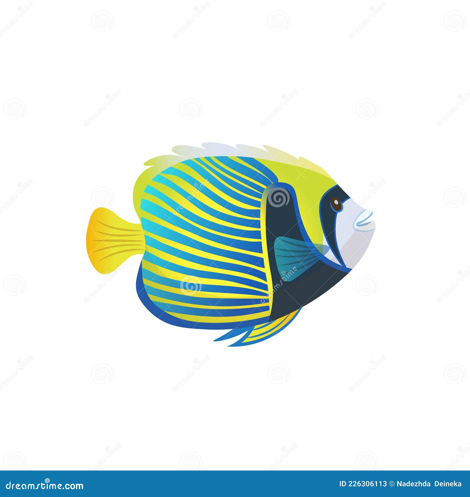 Emperor Angelfish Pomacanthus Imperator On White, Sea Animal Wildlife ...