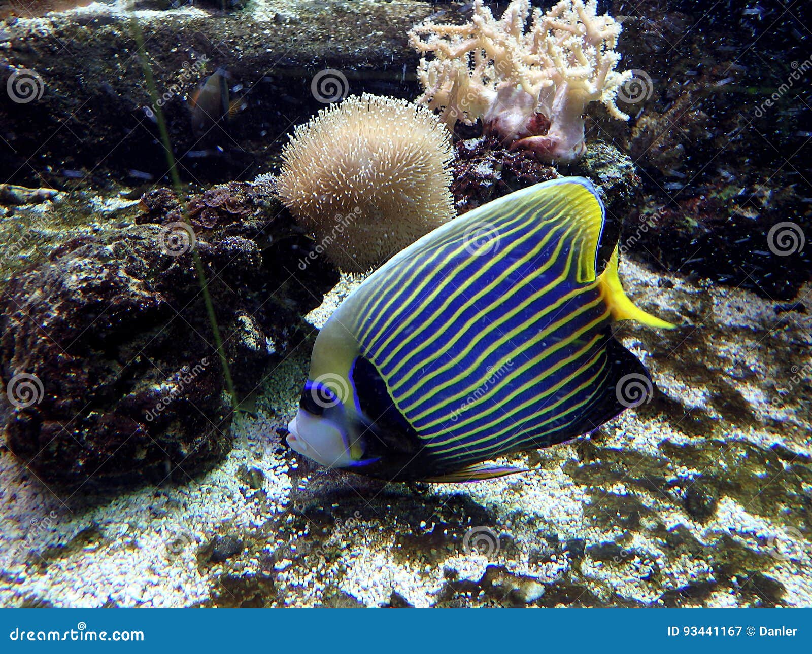 Emperor Angelfish Fish on Coral Reef Stock Image - Image of color, reef ...