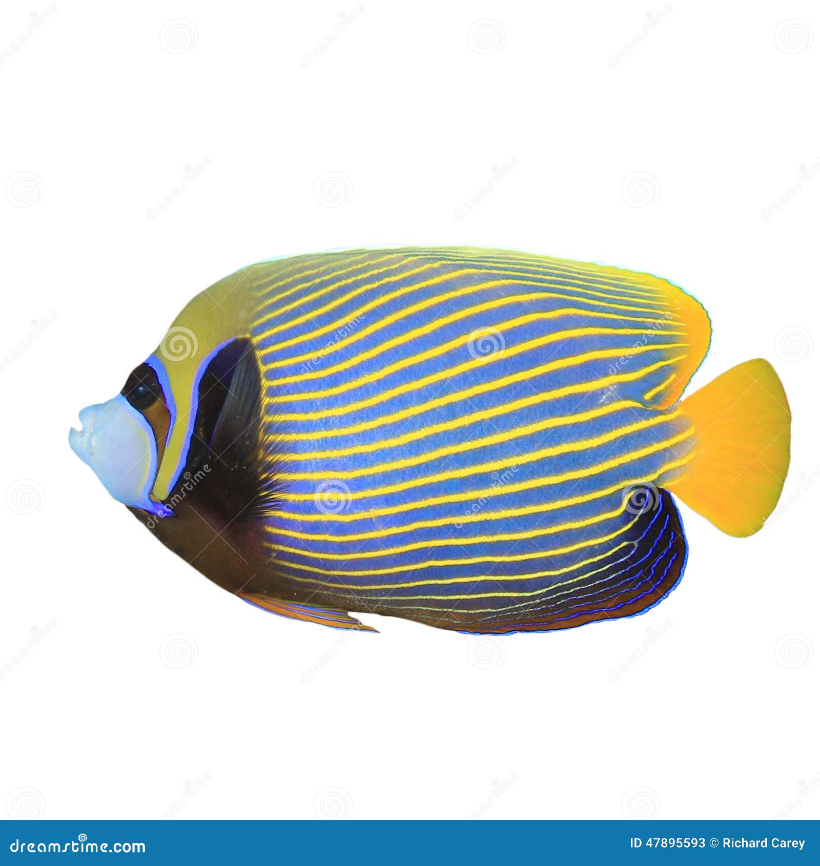 Emperor Angelfish Royalty-Free Stock Photography | CartoonDealer.com ...