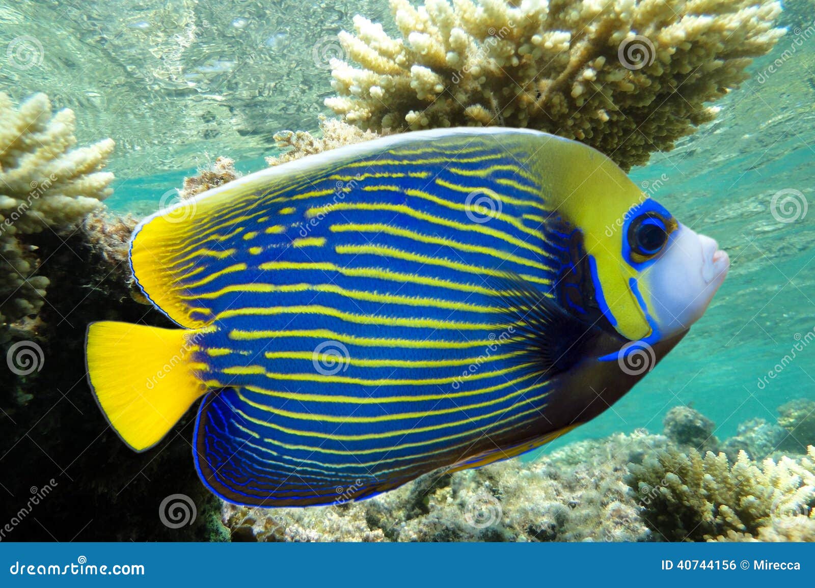 Emperor Angelfish - Pomacanthus Imperator Stock Photo - Image of ...