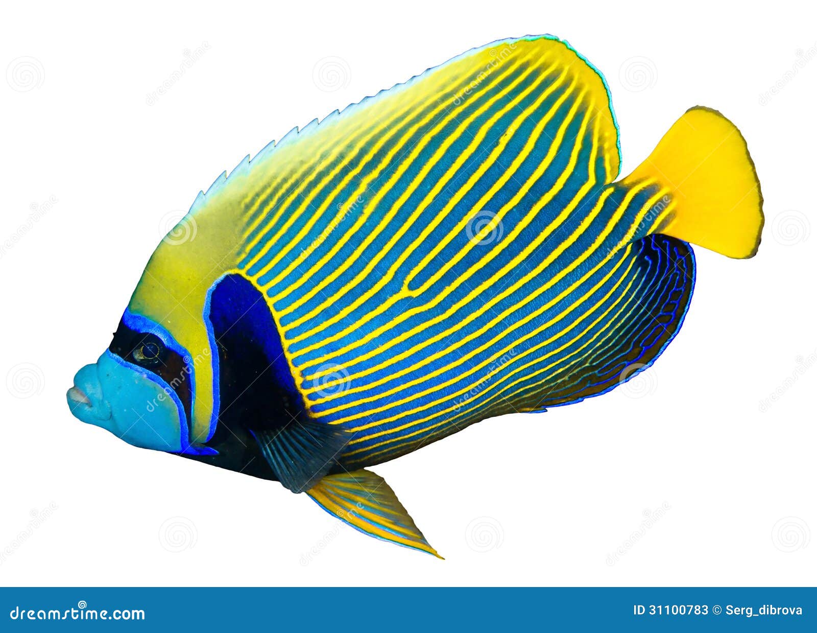 Emperor angelfish stock image. Image of colorful, exotic - 31100783