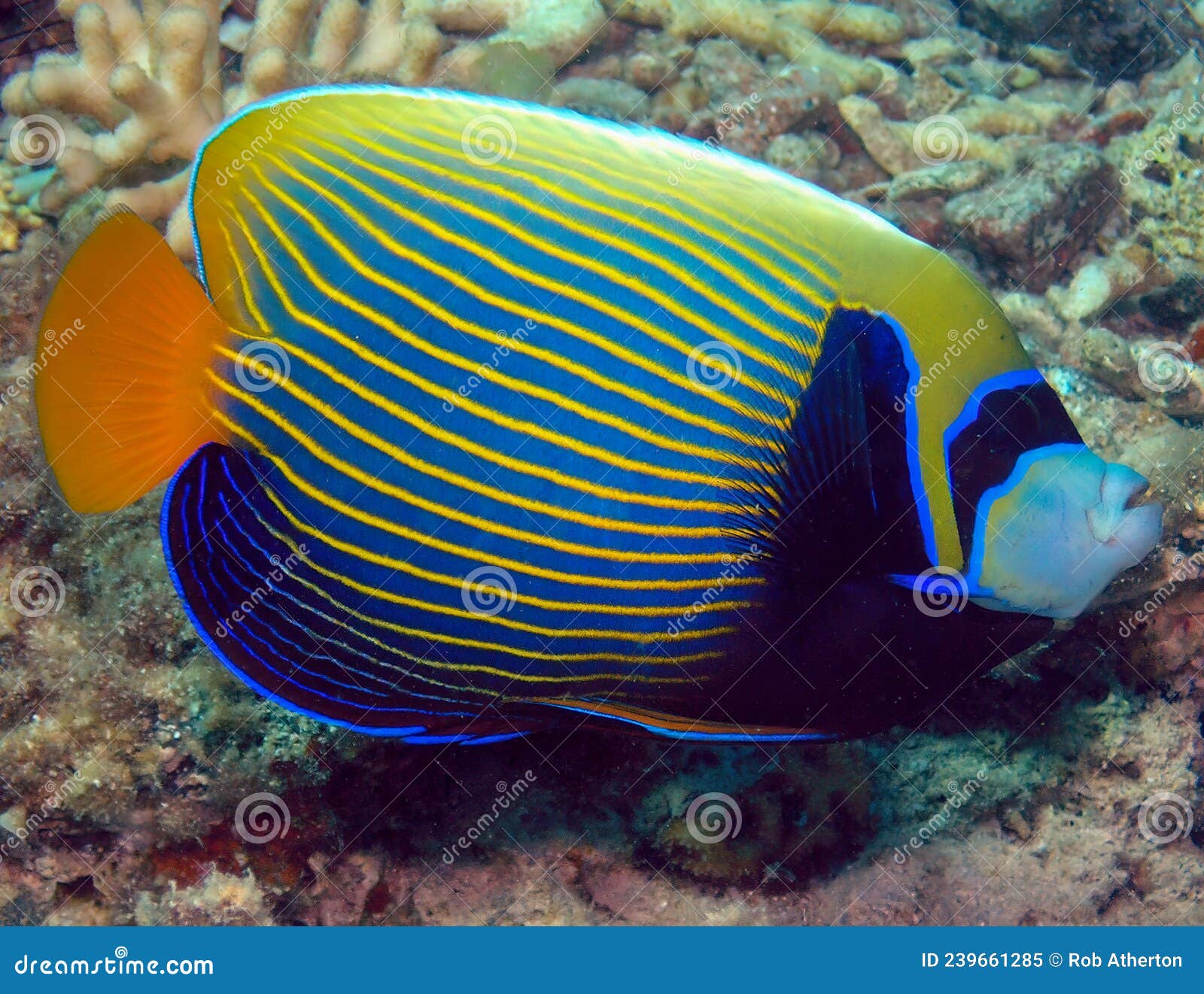 An Emperor Angelfish Pomacanthus Imperator in the Red Sea Stock Image ...