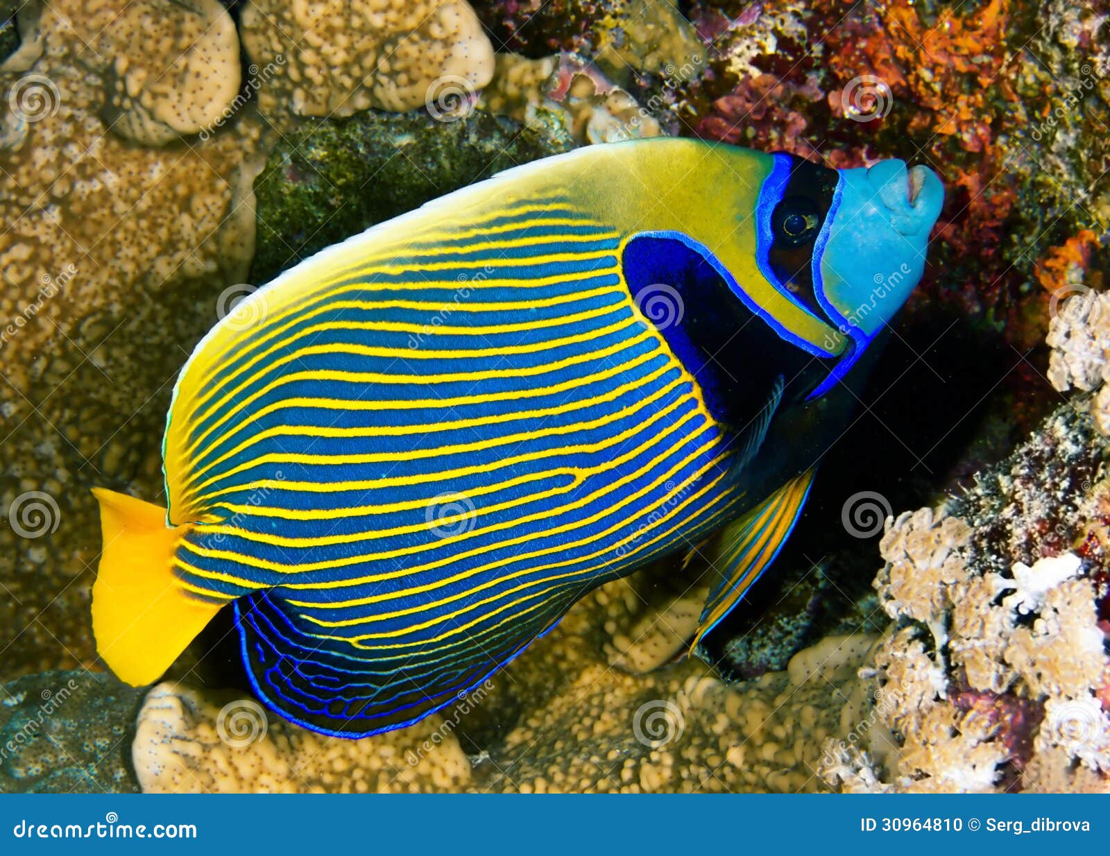 Emperor angelfish stock photo. Image of fauna, nature - 30964810