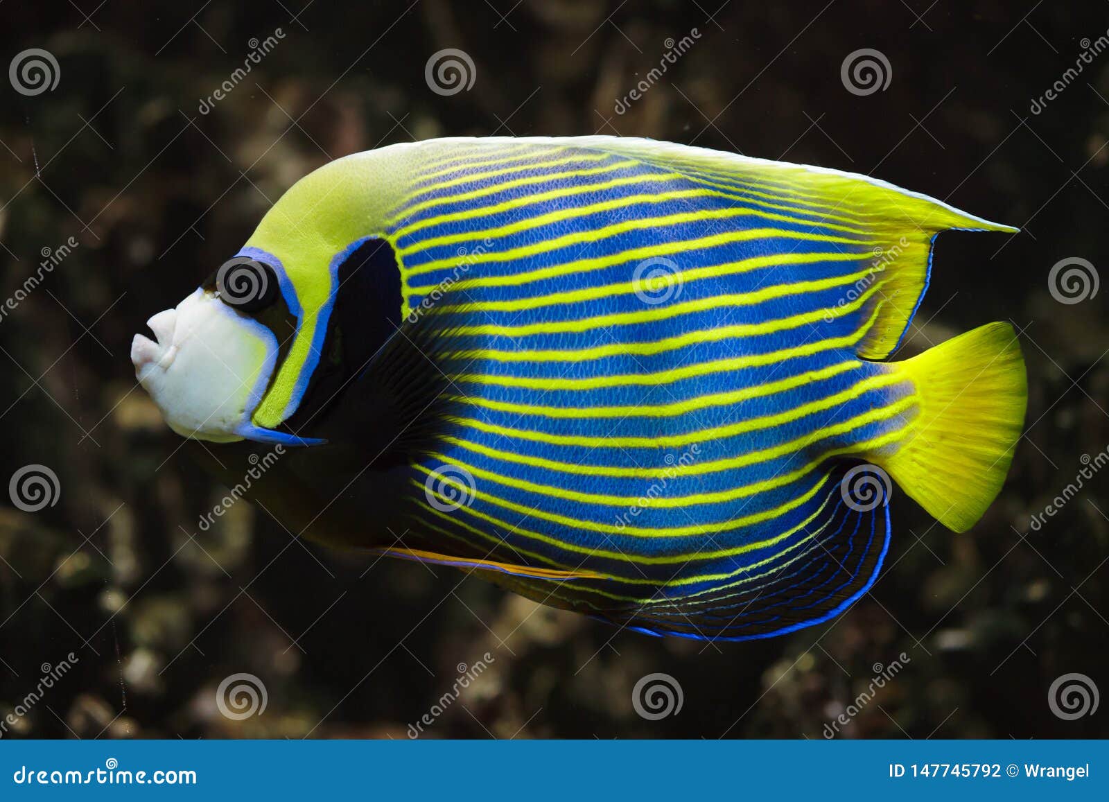 Emperor Angelfish Pomacanthus Imperator Stock Photo - Image of marine ...