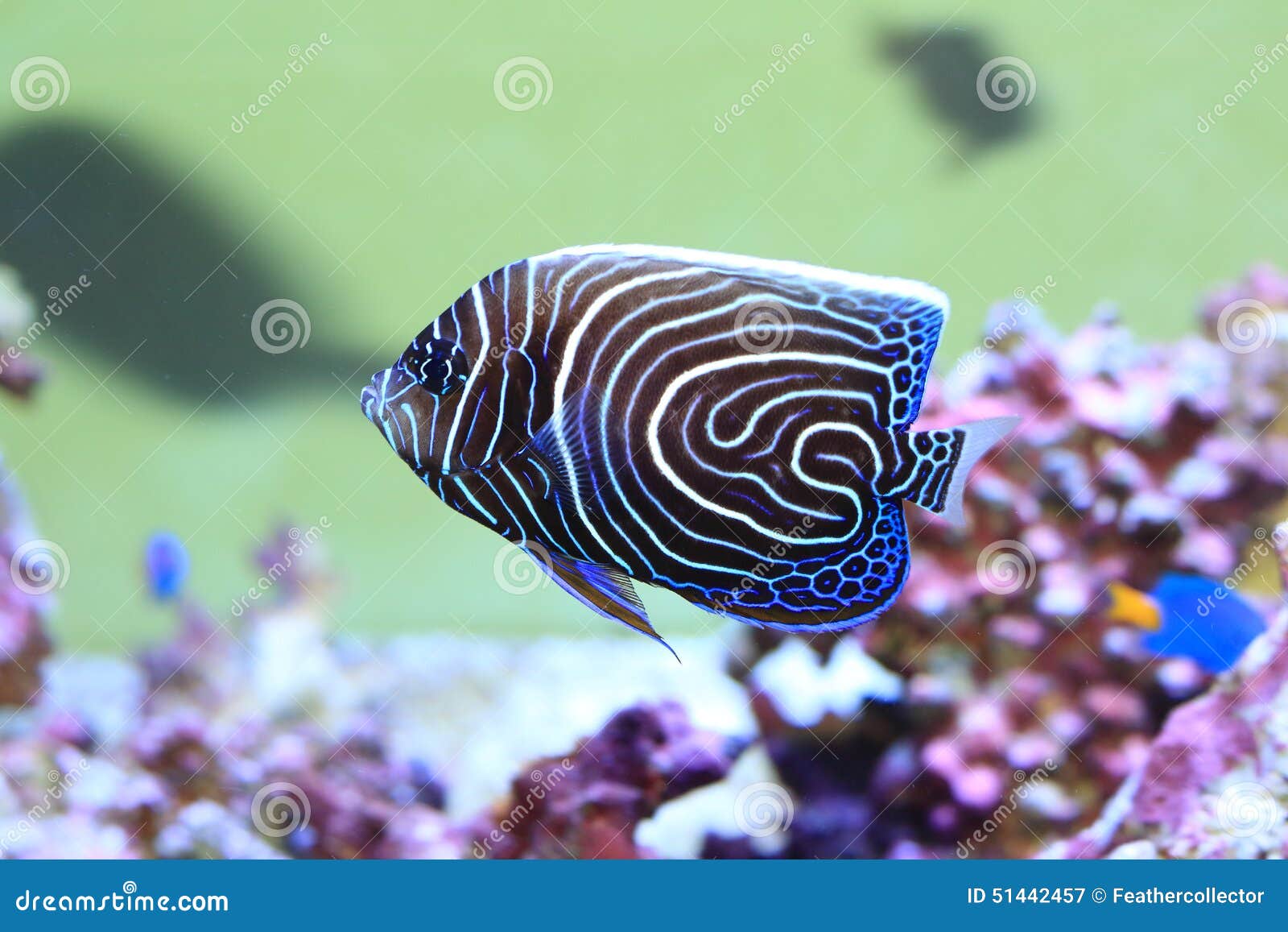 Emperor angelfish stock image. Image of nature, reef - 51442457