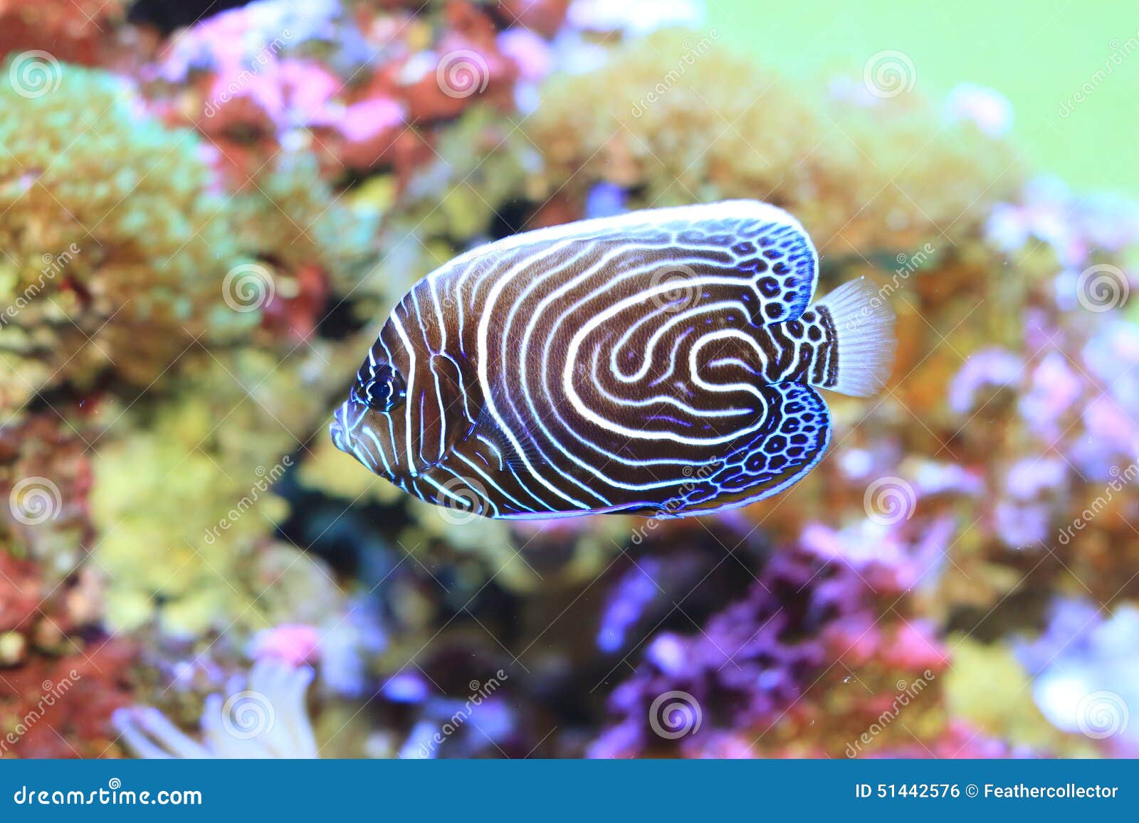 Emperor angelfish stock photo. Image of angelfish, pomacanthus - 51442576