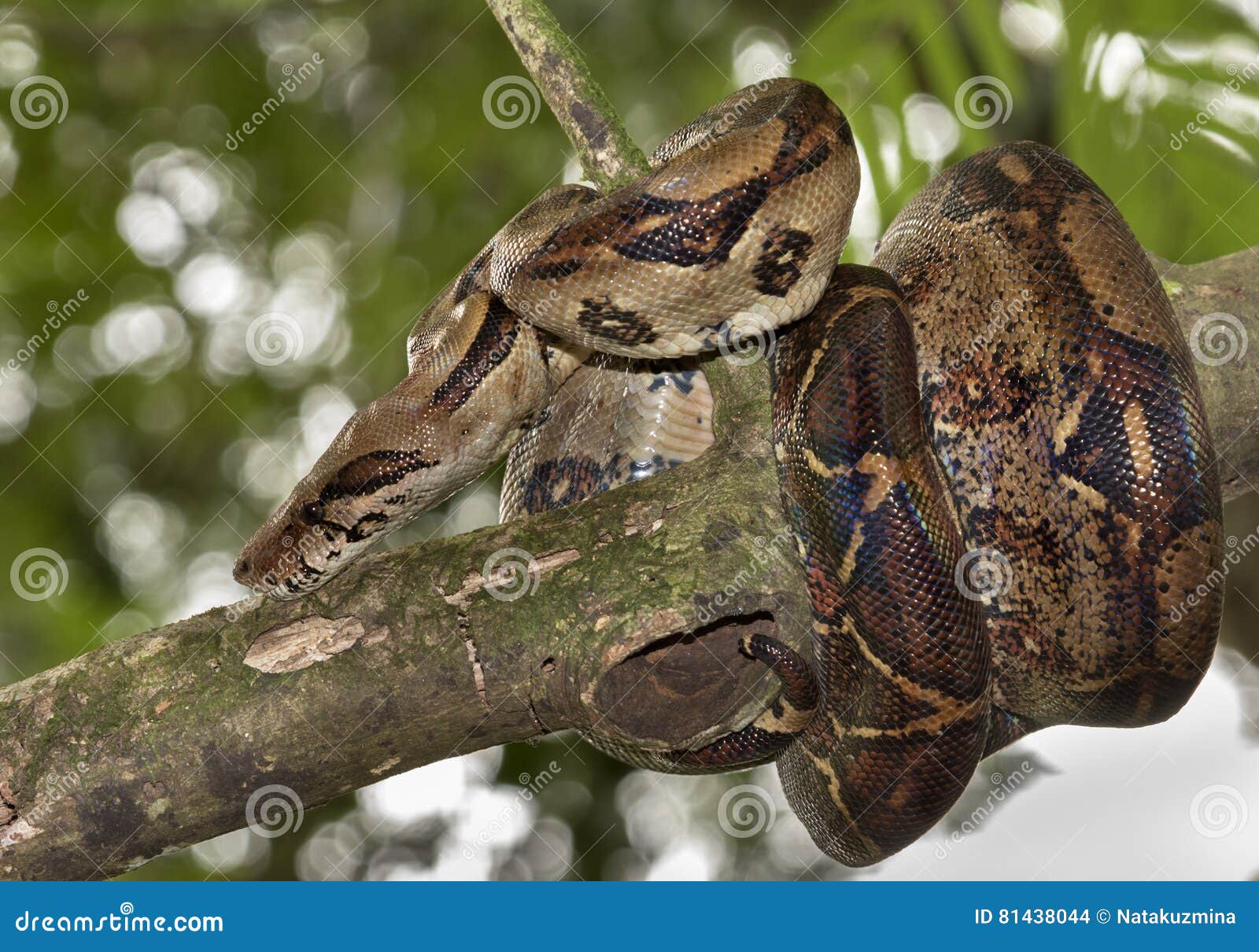 Boa Constrictor Imperator Normal Is Creeping. The Snake Is Coiling ...