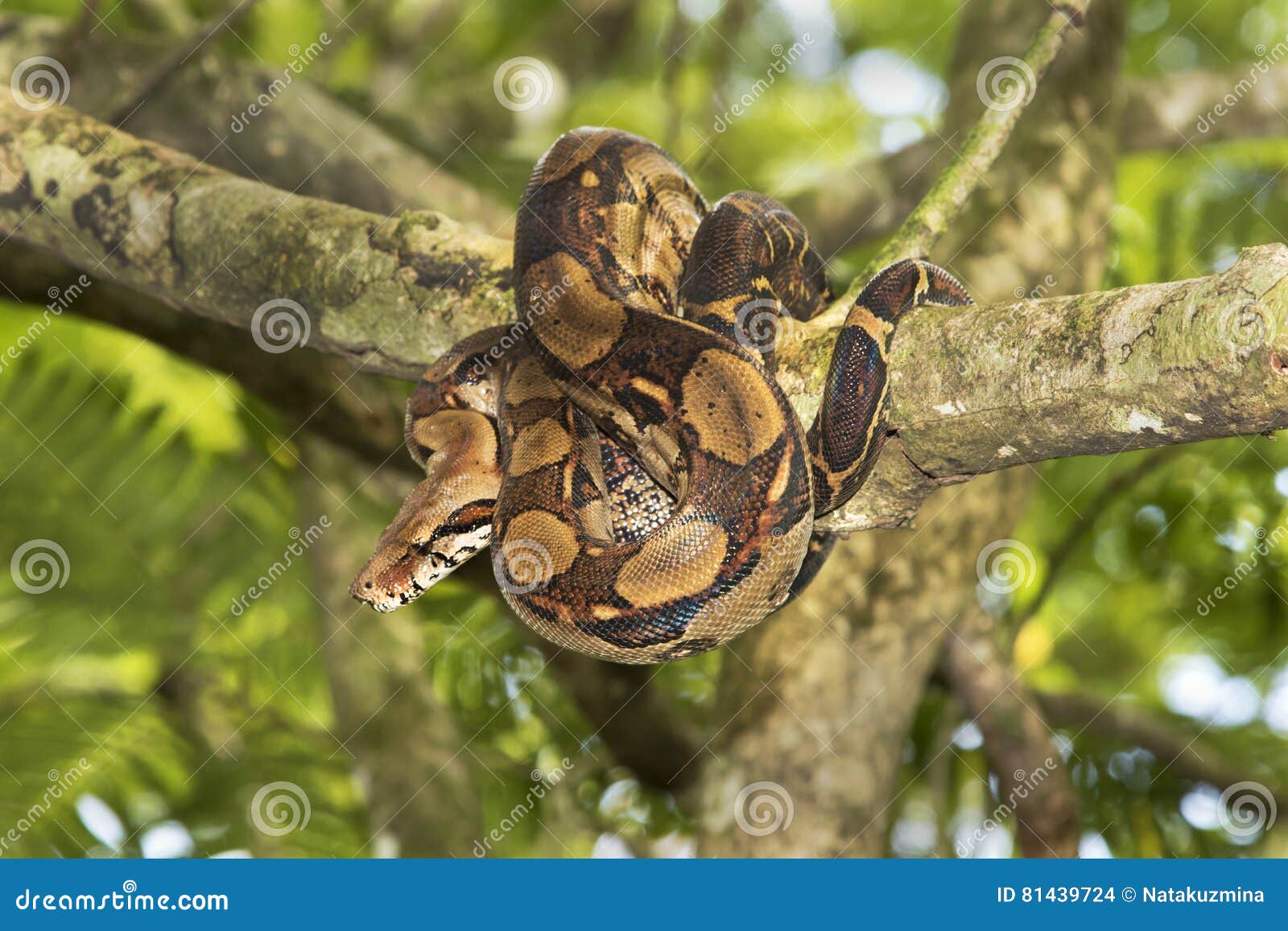 Emperor Boa Boa Constrictor Imperator Stock Photo - Image of branch ...