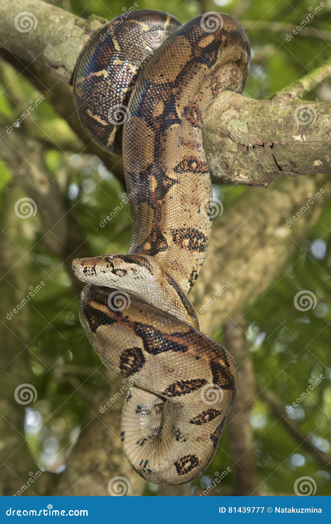 Emperor Boa Boa Constrictor Imperator Stock Image - Image of emperor ...
