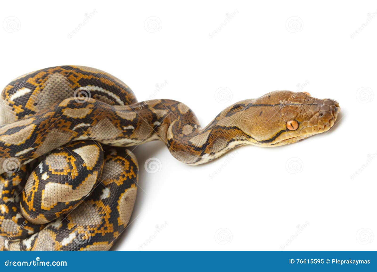 Emperor Boa (Boa Constrictor Imperator) Stock Image - Image of ...