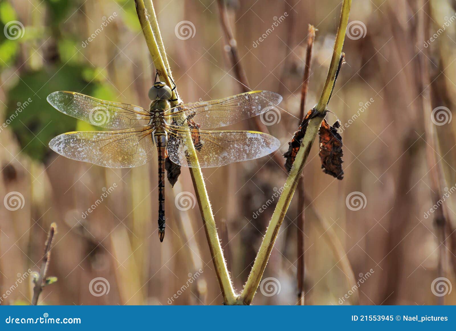 Emperor dragonfly stock image. Image of settle, alight - 21553945