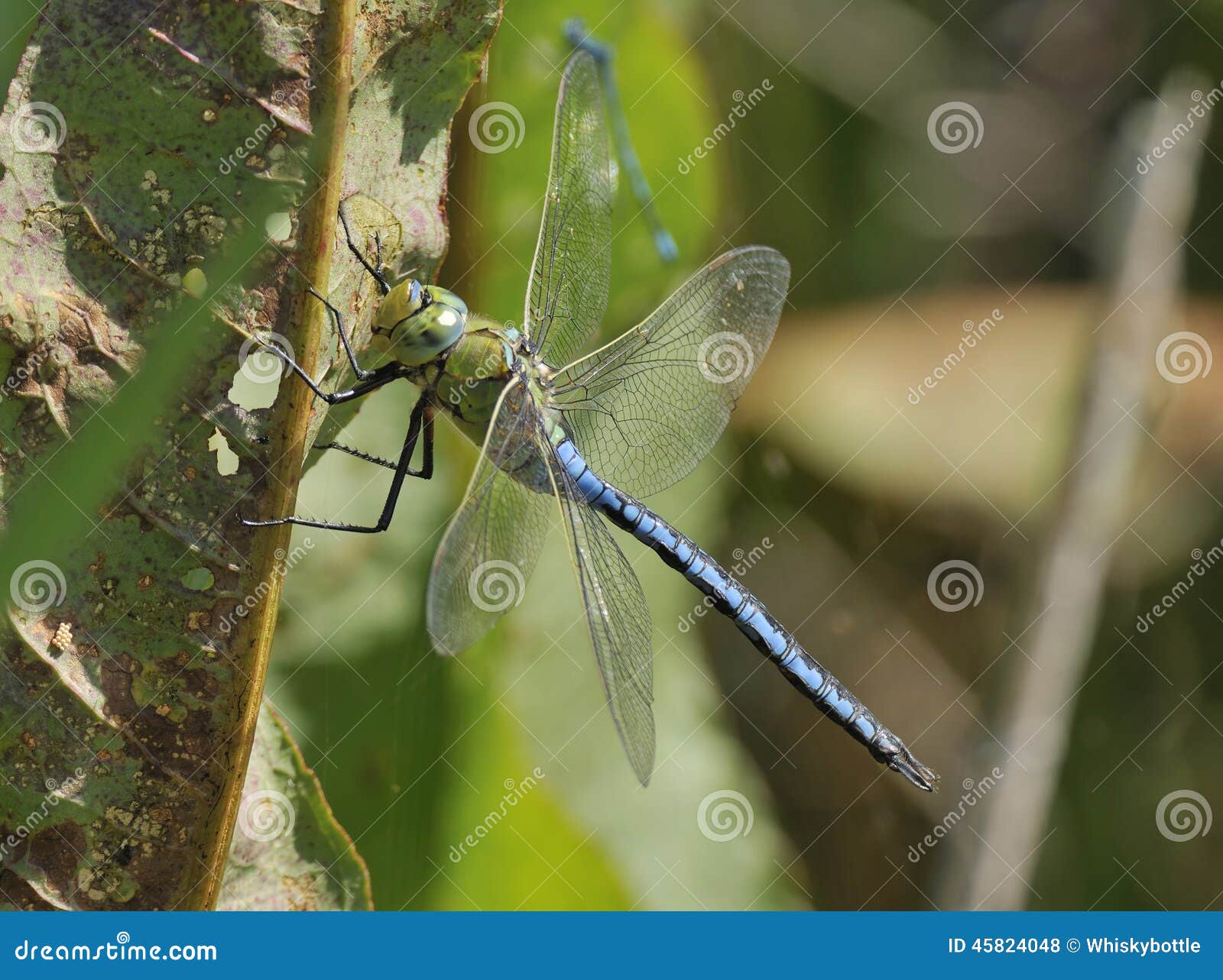 Emperor Dragonfly stock photo. Image of large, british - 45824048