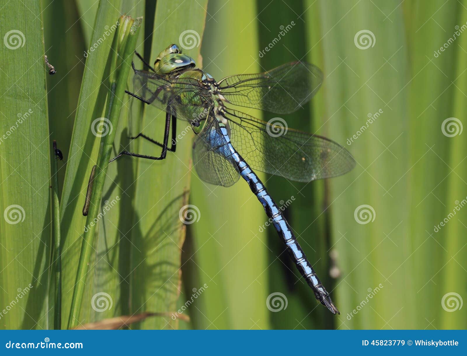 Emperor Dragonfly stock image. Image of water, dragonfly - 45823779