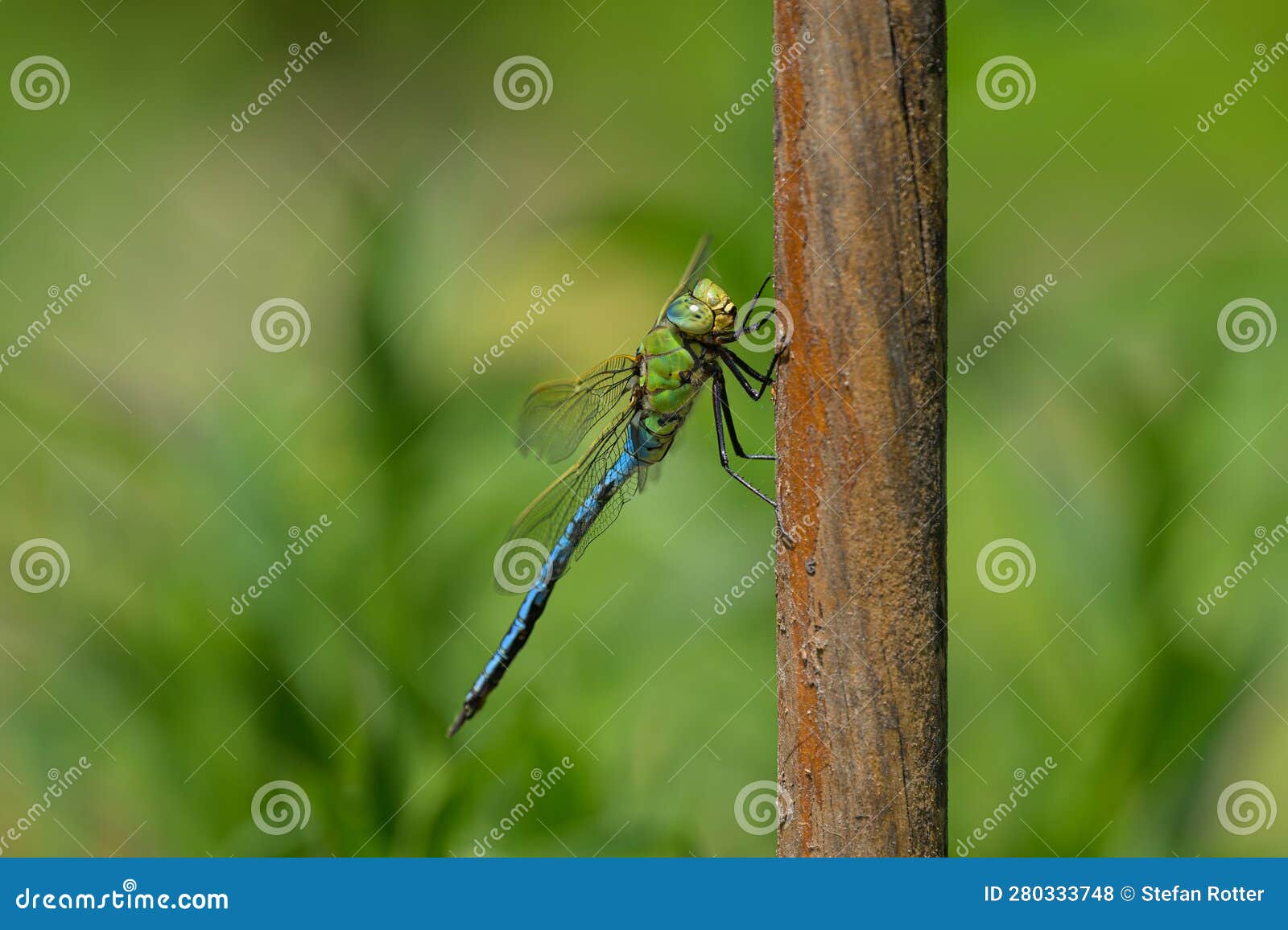 An Emperor Dragonfly Resting on a Pole Stock Photo - Image of creature ...