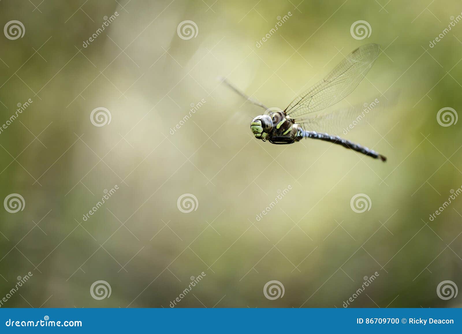 Emperor Dragonfly in Flight Stock Photo - Image of colorful, flying ...