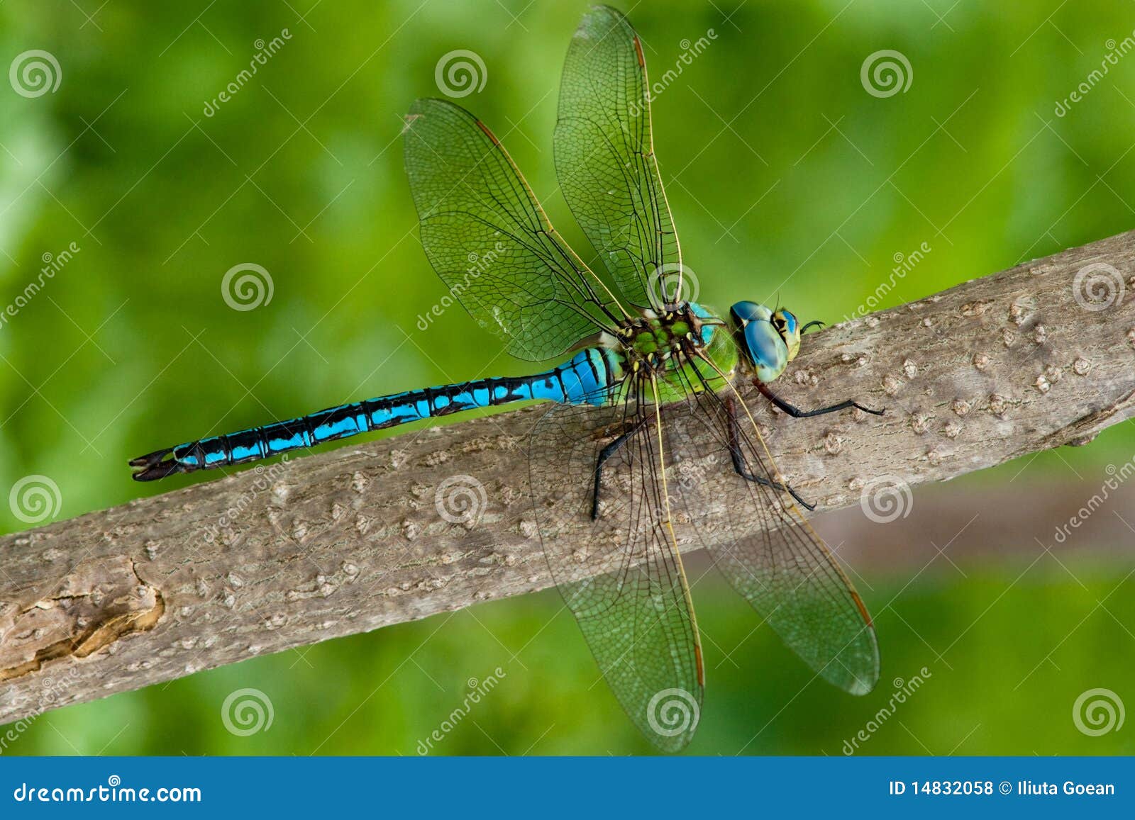 Emperor Dragonfly (male) stock photo. Image of dragonfly - 14832058