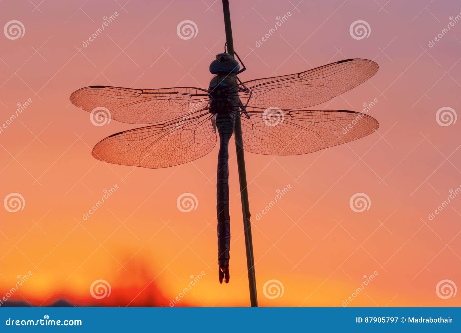 Emperor Dragonfly with Red Morning Sky Stock Image - Image of blue ...