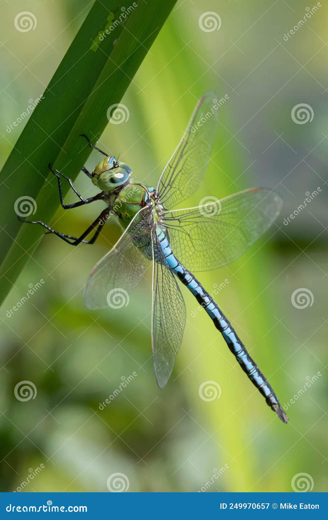 Emperor Dragonfly Sitting on a Reed at the Edge of a Pond Stock Image ...