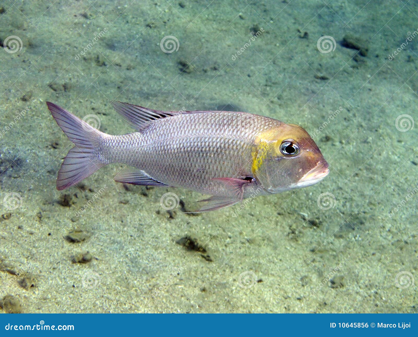 Emperor fish stock photo. Image of animal, reef, farfalla - 10645856