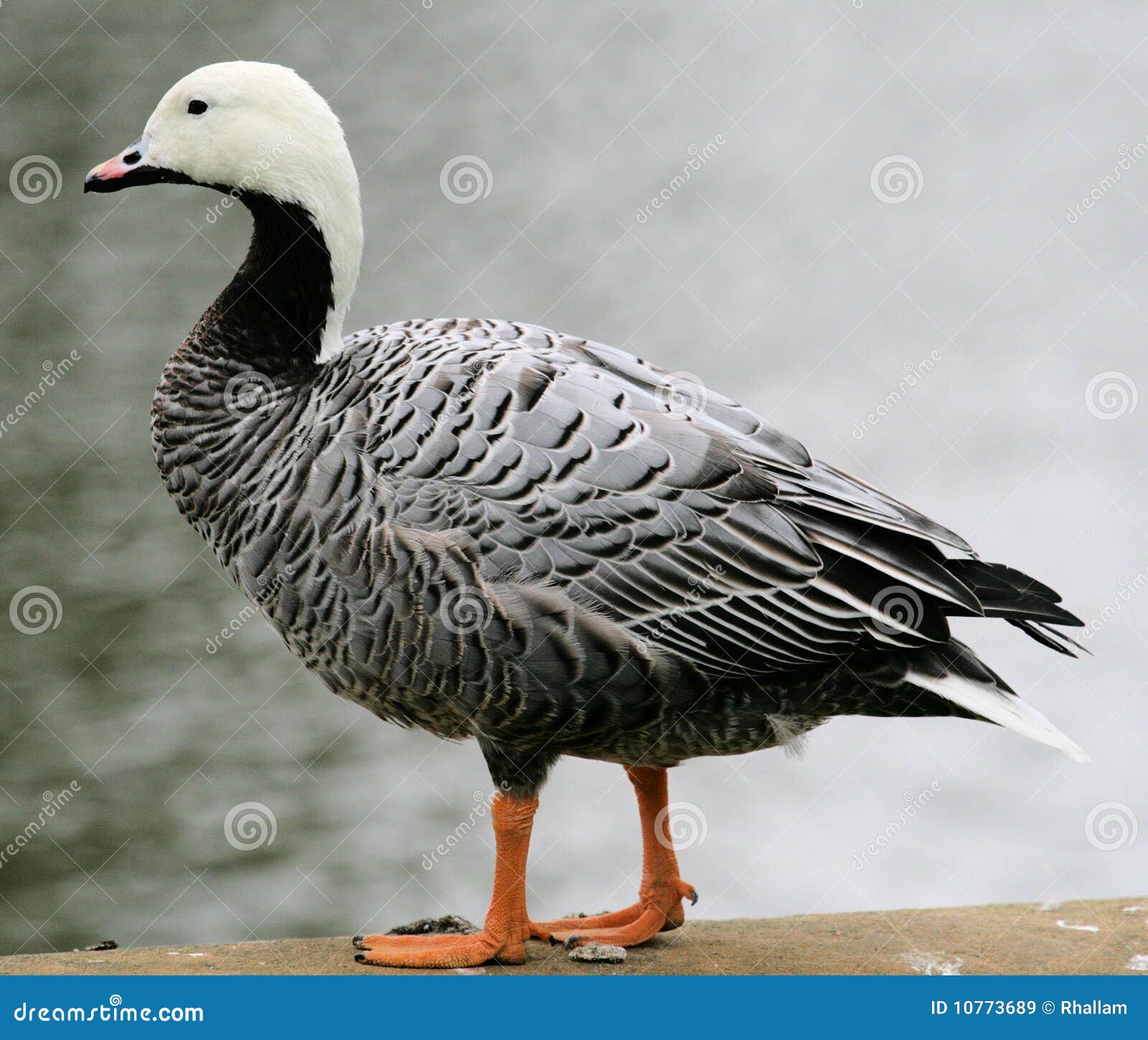 Emperor Goose stock image. Image of goose, feather, lake - 10773689